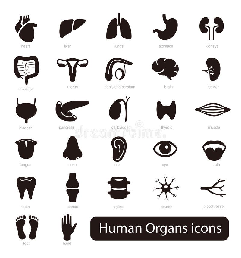 Human Organs Icon Set, Vector Illustration Stock Vector - Illustration ...
