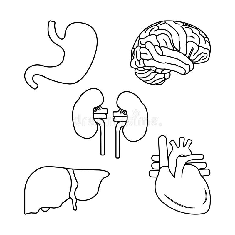 Digestive Organs Cut Out Stock Illustrations – 28 Digestive Organs Cut ...