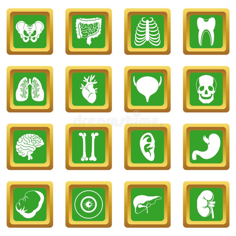 Human Organs Icons Set Green Stock Vector - Illustration of internal ...