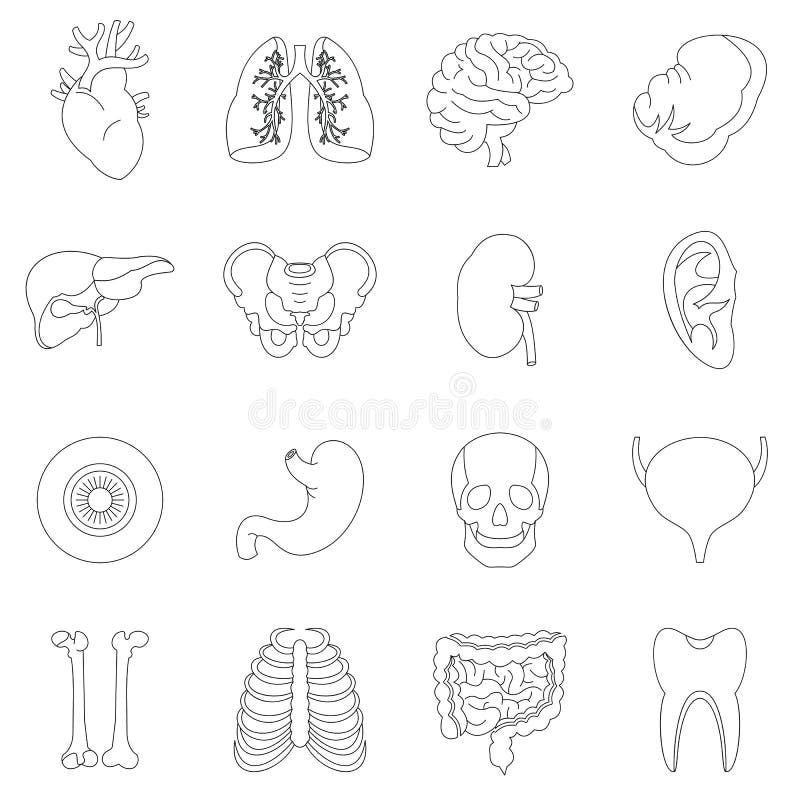 Human Organs Icons Set, Outline Style Stock Illustration - Illustration ... Human Organs Icons Set, Outline Style Stock Illustration - Illustration ...