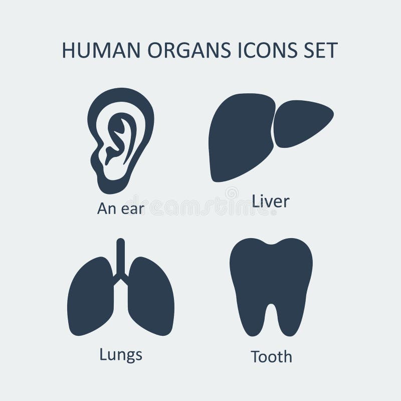 Human Organs Icons Set. Vector Stock Vector - Illustration of icon ...