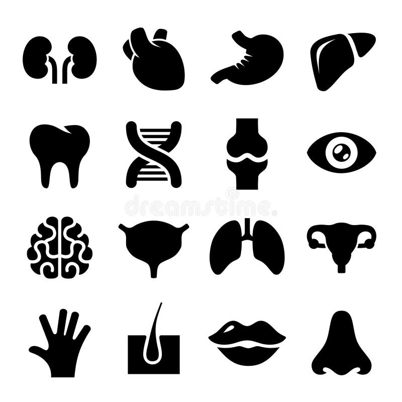 Human Organ, Body Part, Bone and Joint Icon Set Stock Vector ...