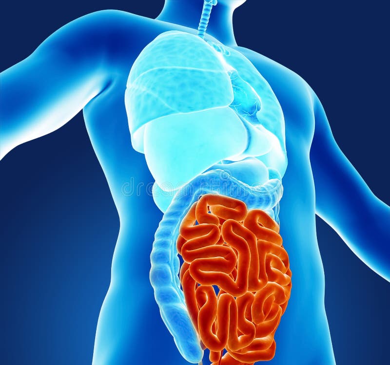 Internal Organs Front View stock illustration. Illustration of chart ...