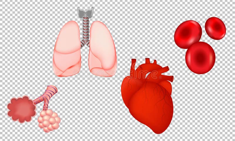 Human Organs Isolated Transparent Background Stock Vector ...