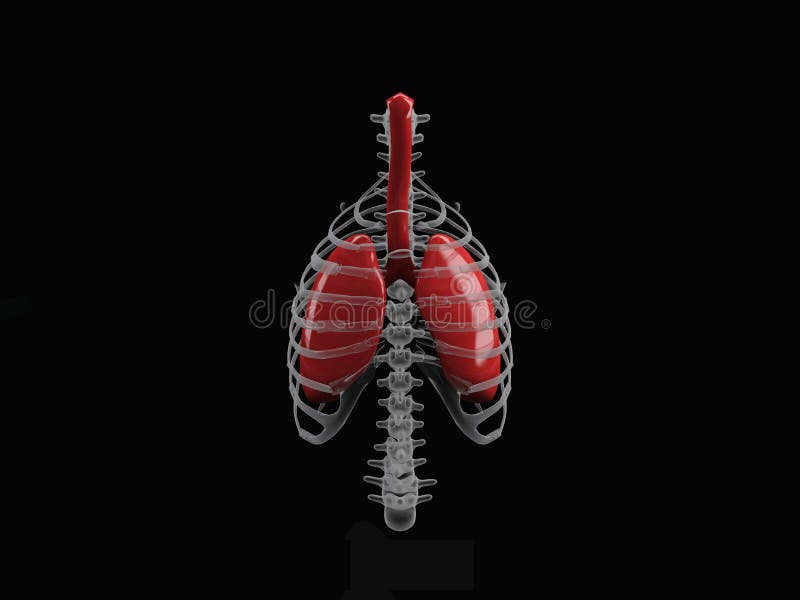 Human Organs Lungs in Black Background Stock Illustration ...