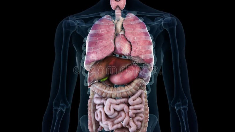 Human Anatomy Anatomy. Abdominal Rotation Showing Different Layers of ...