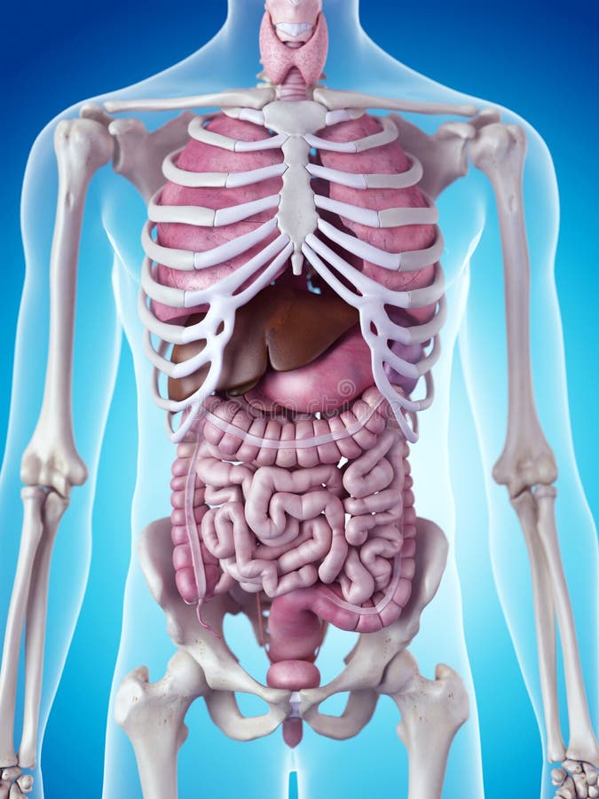 The human organs stock illustration. Illustration of digestive - 57248709