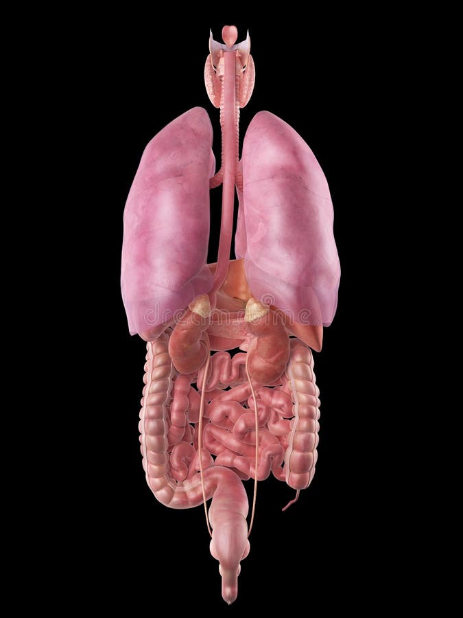 The human organs stock illustration. Illustration of science - 57843521