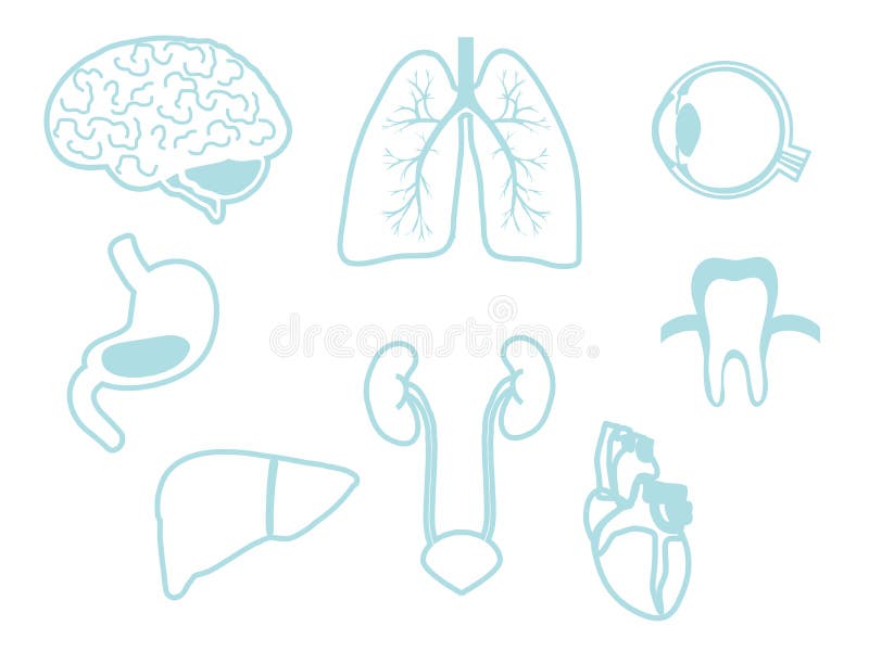 Human organs. Medicine stock vector. Illustration of body - 126568186