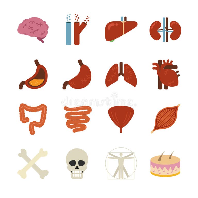 Human organs Red stock vector. Illustration of bones - 89979271