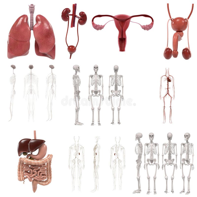 Human Organs Anatomy Set Stock Illustrations – 6,179 Human Organs ...