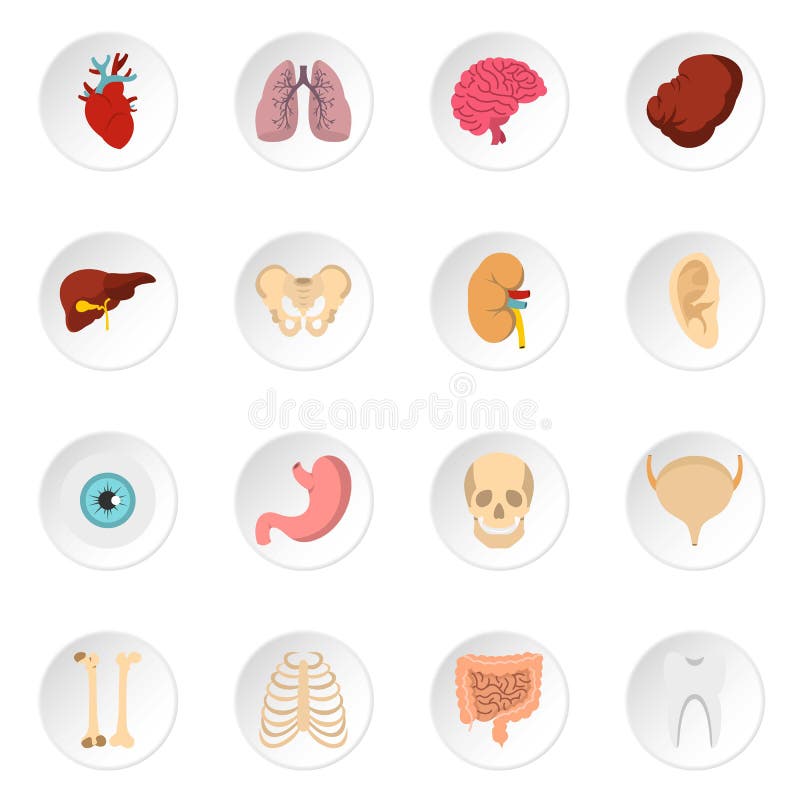 Human Organs Set Flat Icons Stock Vector - Illustration of scalable ...
