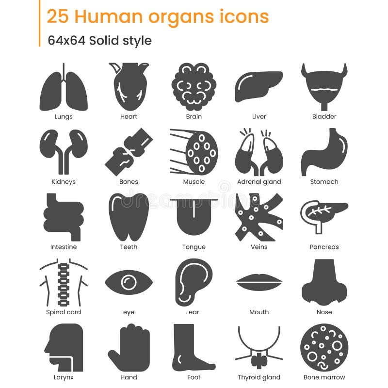 25 Human Organs Solid Icons Stock Vector - Illustration of liver ...