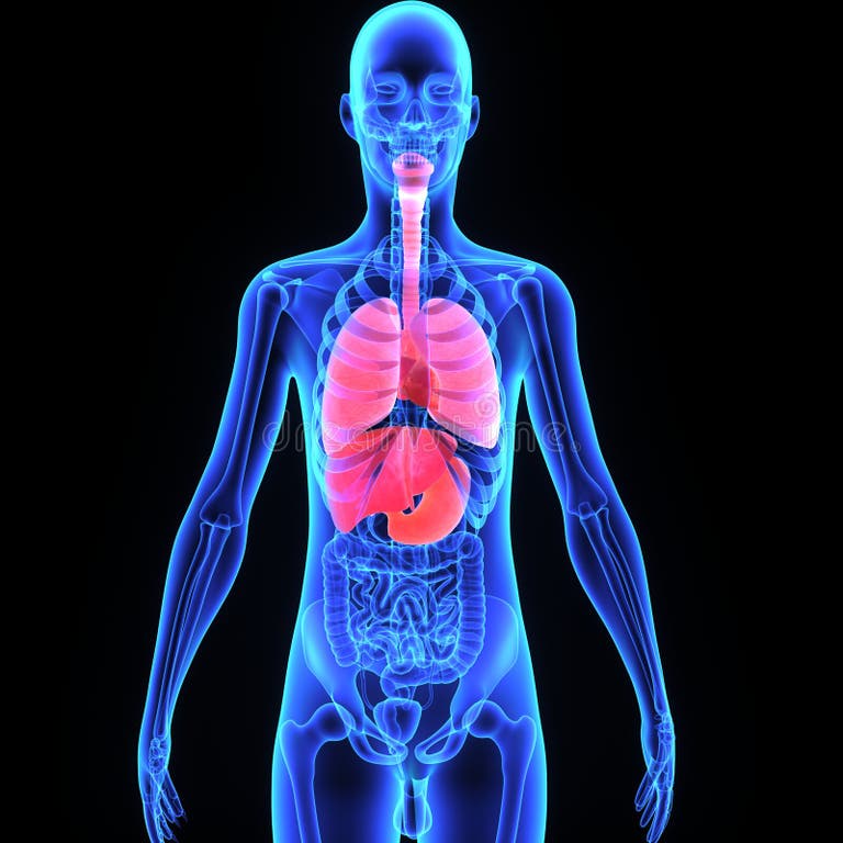 Body Function Stock Illustrations – 9,248 Body Function Stock ...