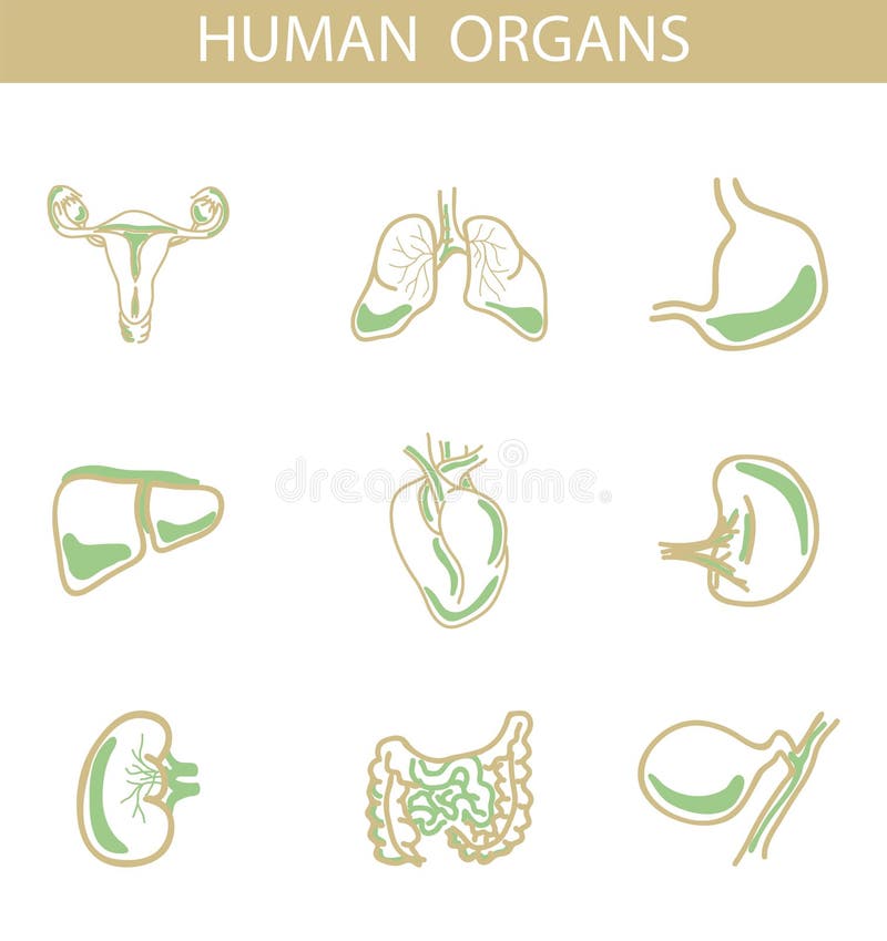 Human Organs, Vector Illustration Stock Vector - Illustration of sign ...