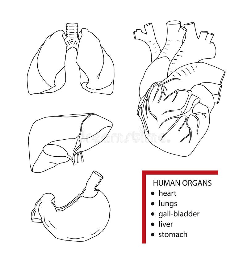 Human Organs, Vector Illustration Stock Vector - Illustration of ...
