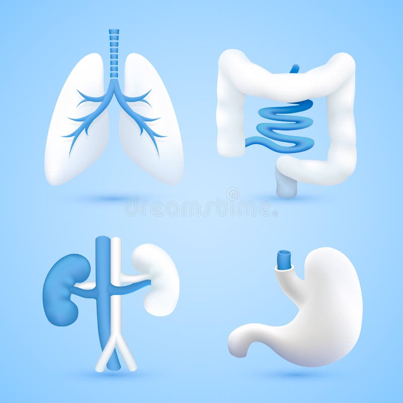 Human Organs on a White Background Blue Objects. Stock Vector ...