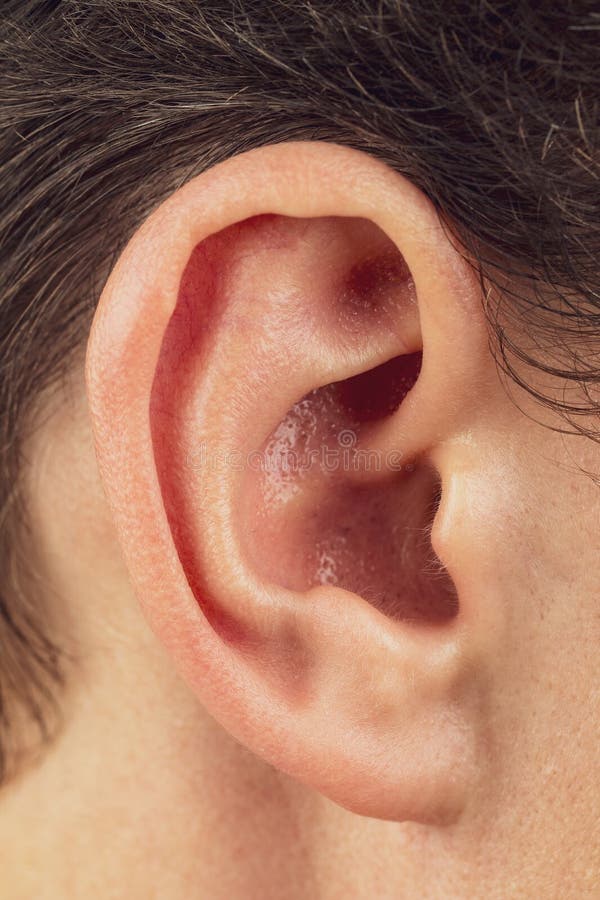 Human Outer Ear, Structure of the Auricle, External Auditory Canal ...