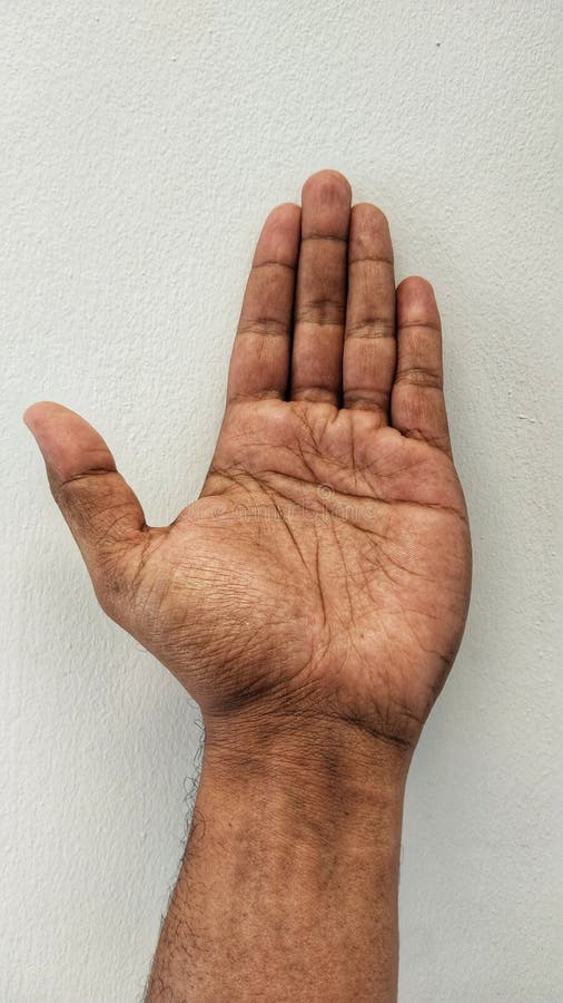 Human Palm stock image. Image of bones, muscles, human - 337250375