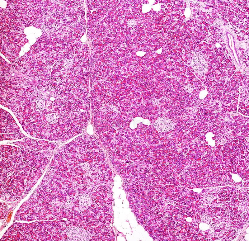Human pancreas stock image. Image of duct, healthy, anatomy - 21945887