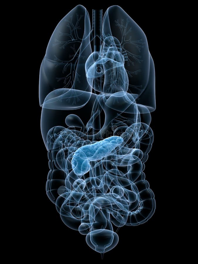 Human pancreas stock illustration. Illustration of body - 10333096