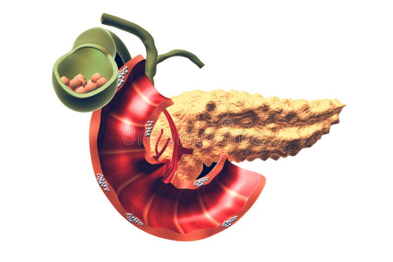 Human Pancreas stock illustration. Illustration of healthy - 188504884