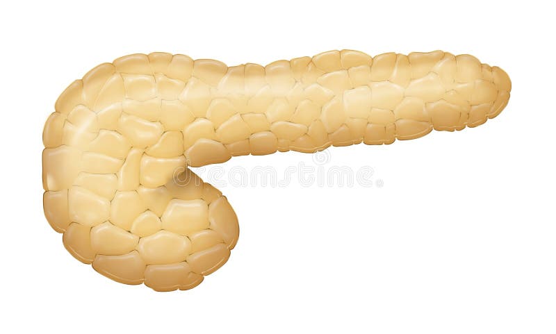 Exocrine Endocrine Gland Stock Illustrations – 104 Exocrine Endocrine ...