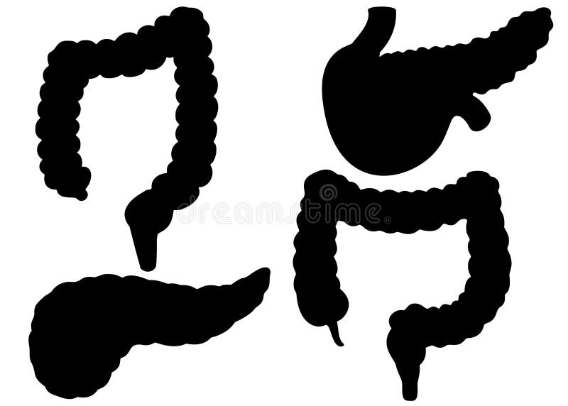 Human Pancreas and Intestines in a Set. Human Organs Stock Vector ...