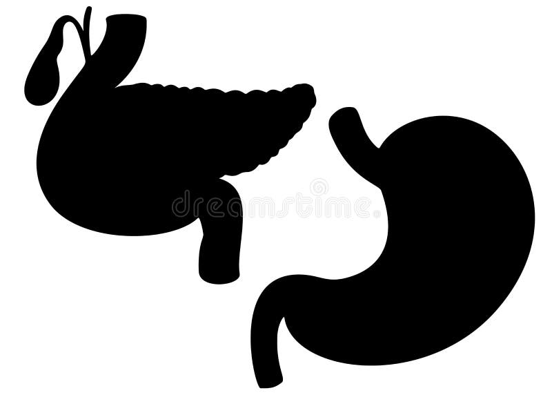 Human pancreas stock vector. Illustration of exocrine - 39667751