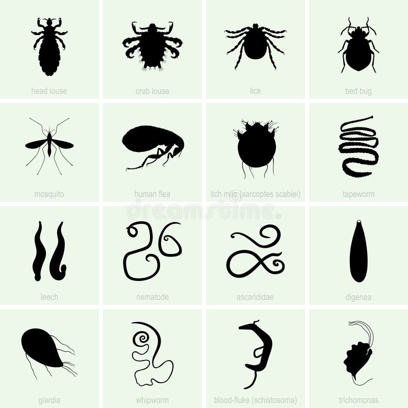Human parasites stock vector. Illustration of fluke, flea - 55220952