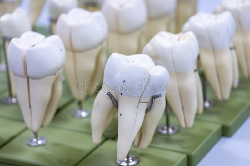 Human Parts Model in Science Lab. Stock Image - Image of disease ...