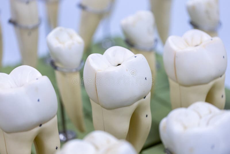 Human Parts Model in Science Lab. Stock Image - Image of education ...