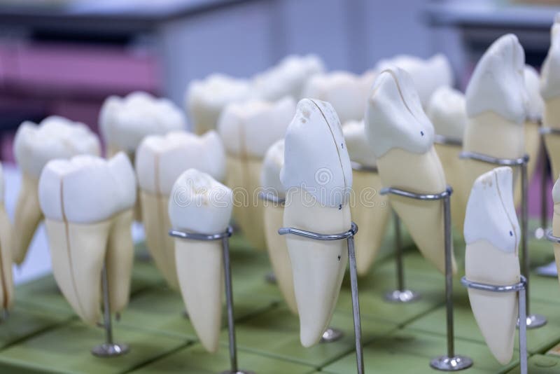 Human Parts Model in Science Lab. Stock Photo - Image of education ...