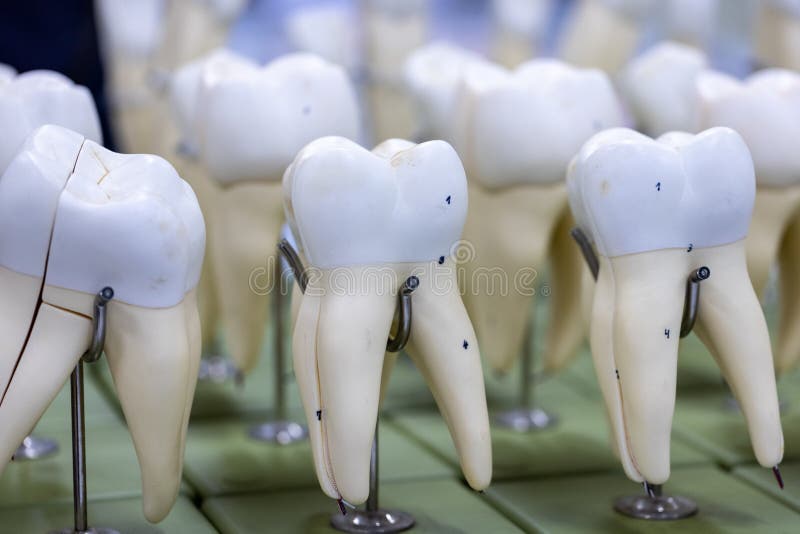 Human Parts Model in Science Lab. Stock Photo - Image of anatomical ...
