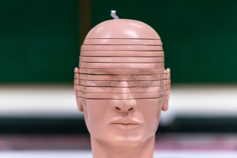 Human Parts Model in Science Lab. Stock Image - Image of body, model ...