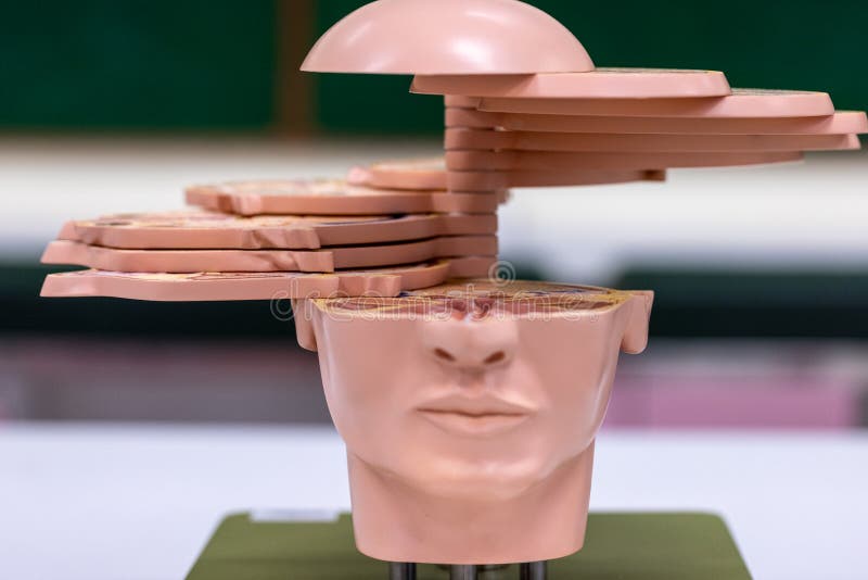 Human Parts Model in Science Lab. Stock Image - Image of nervous ...
