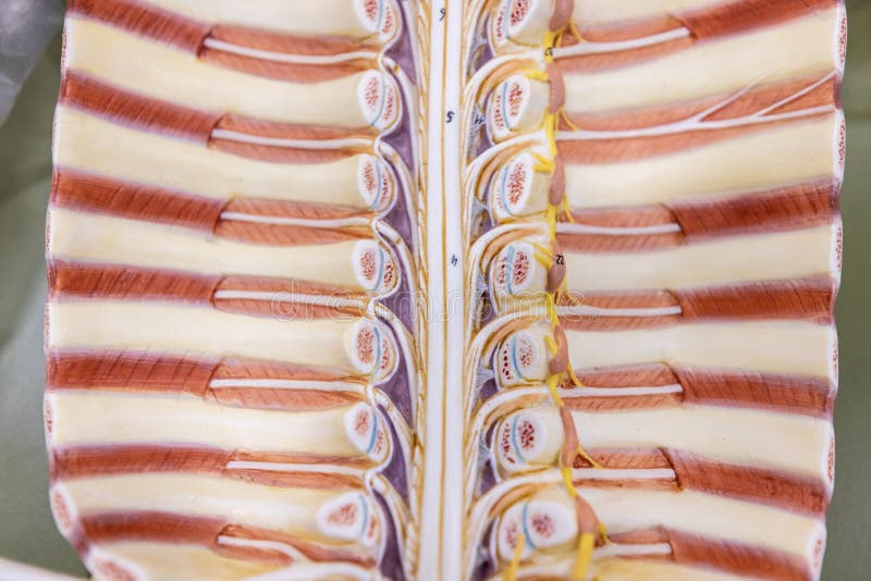 Human Parts Model in Science Lab. Stock Photo - Image of education ...