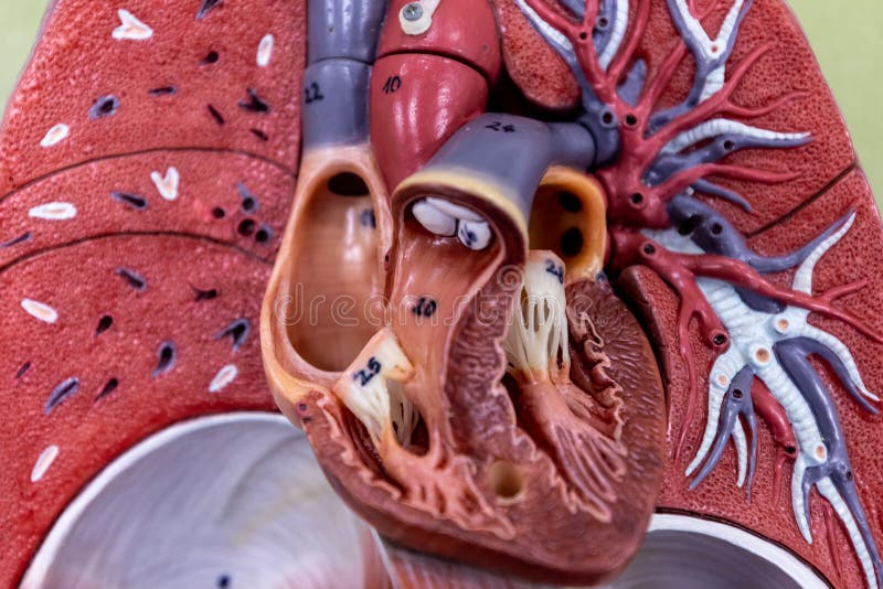 Human Parts Model in Science Lab. Stock Image - Image of education ...