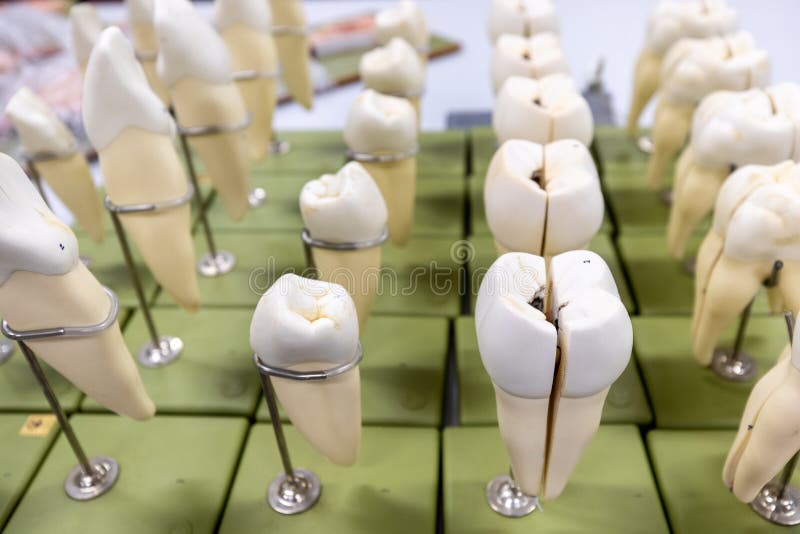 Human Parts Model in Science Lab. Stock Photo - Image of inside, class ...