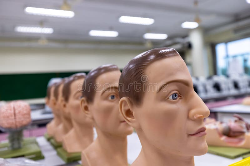 Human Parts Model in Science Lab. Stock Image - Image of closeup ...