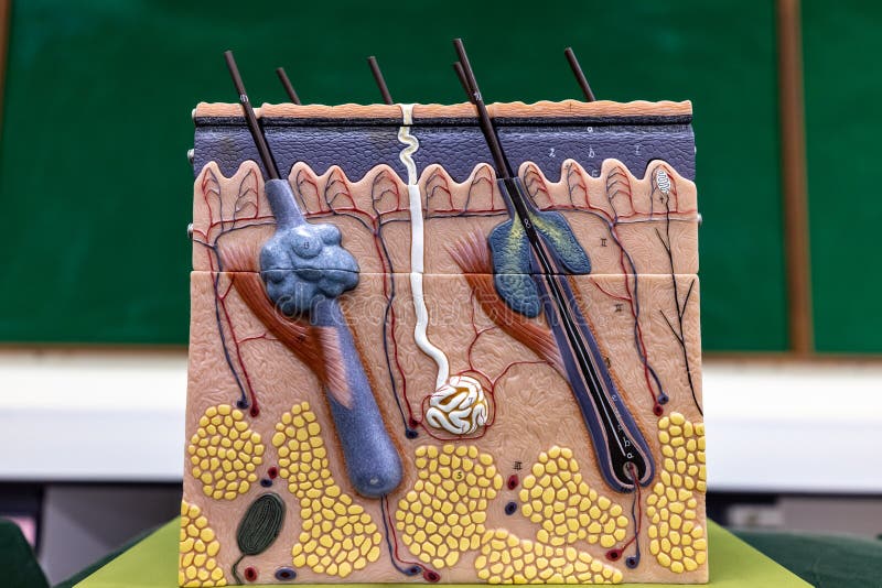 Human Parts Model in Science Lab. Stock Image - Image of muscle ...