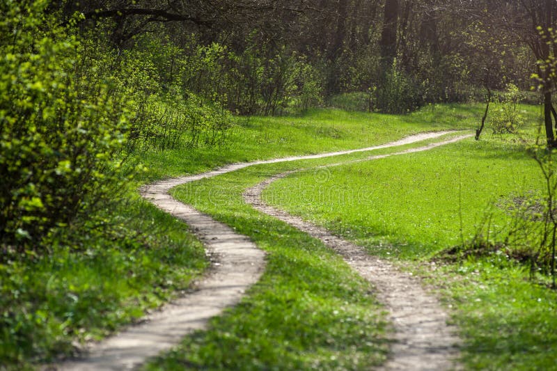 Path in Forest To Green Fresh Meadow Stock Image - Image of paseo ...
