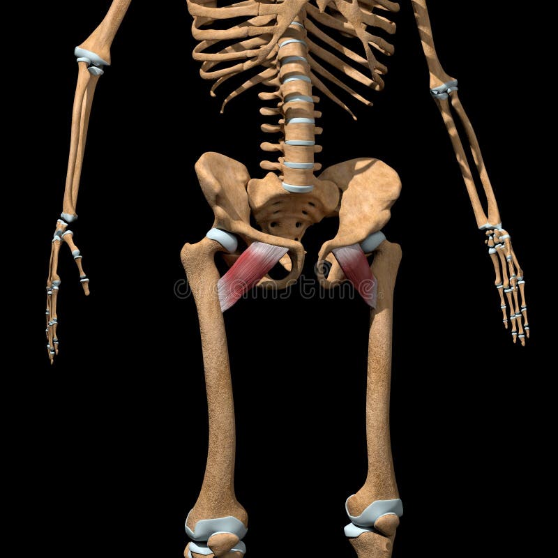 Human Pectineus Muscles on Skeleton Stock Illustration - Illustration ...