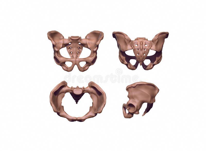 Human pelvis stock illustration. Illustration of 3dimage - 244112168