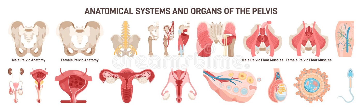 Chart Different Human Organs Stock Illustrations – 25 Chart Different ...