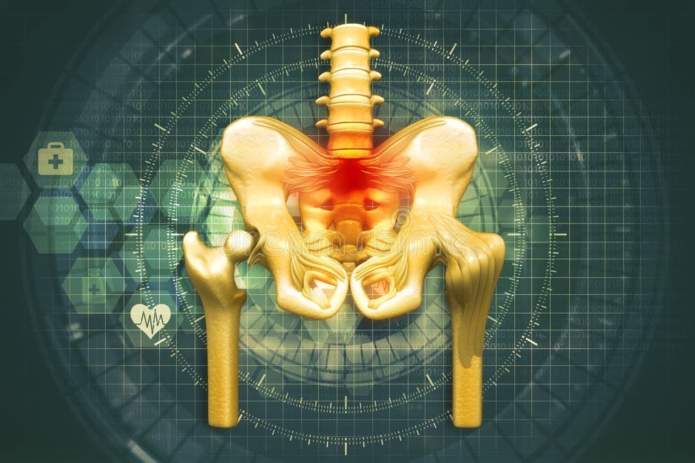 Human pelvis, Hip Pain stock illustration. Illustration of ache - 278280056