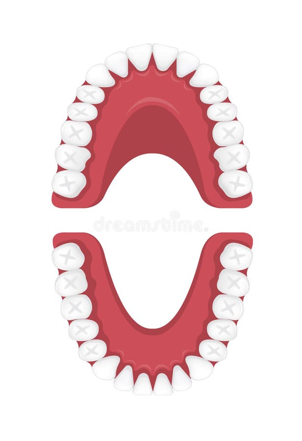 Orthodontist Human Tooth Anatomy Vector with Numbering of Teeth Stock ...