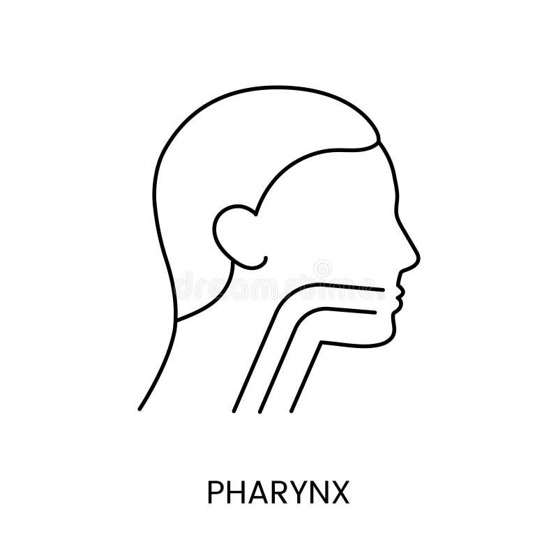 Human Pharynx is an Anatomical Icon of a Line in a Vector, an ...