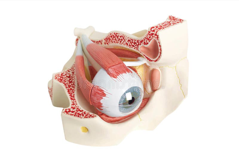 Human Plastic Eye Model for Study Education Isolated on White ...