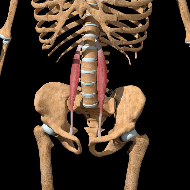 Human Psoas Minor Muscles on Skeleton Stock Illustration - Illustration ...